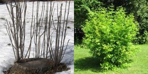 On Growth and Renewal: An Update - Ed Batista